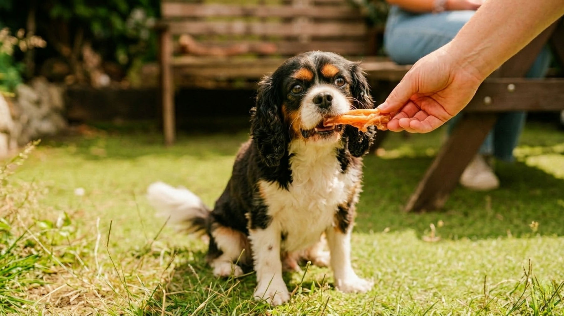 Natural Dog Food & Treats | Dewkes