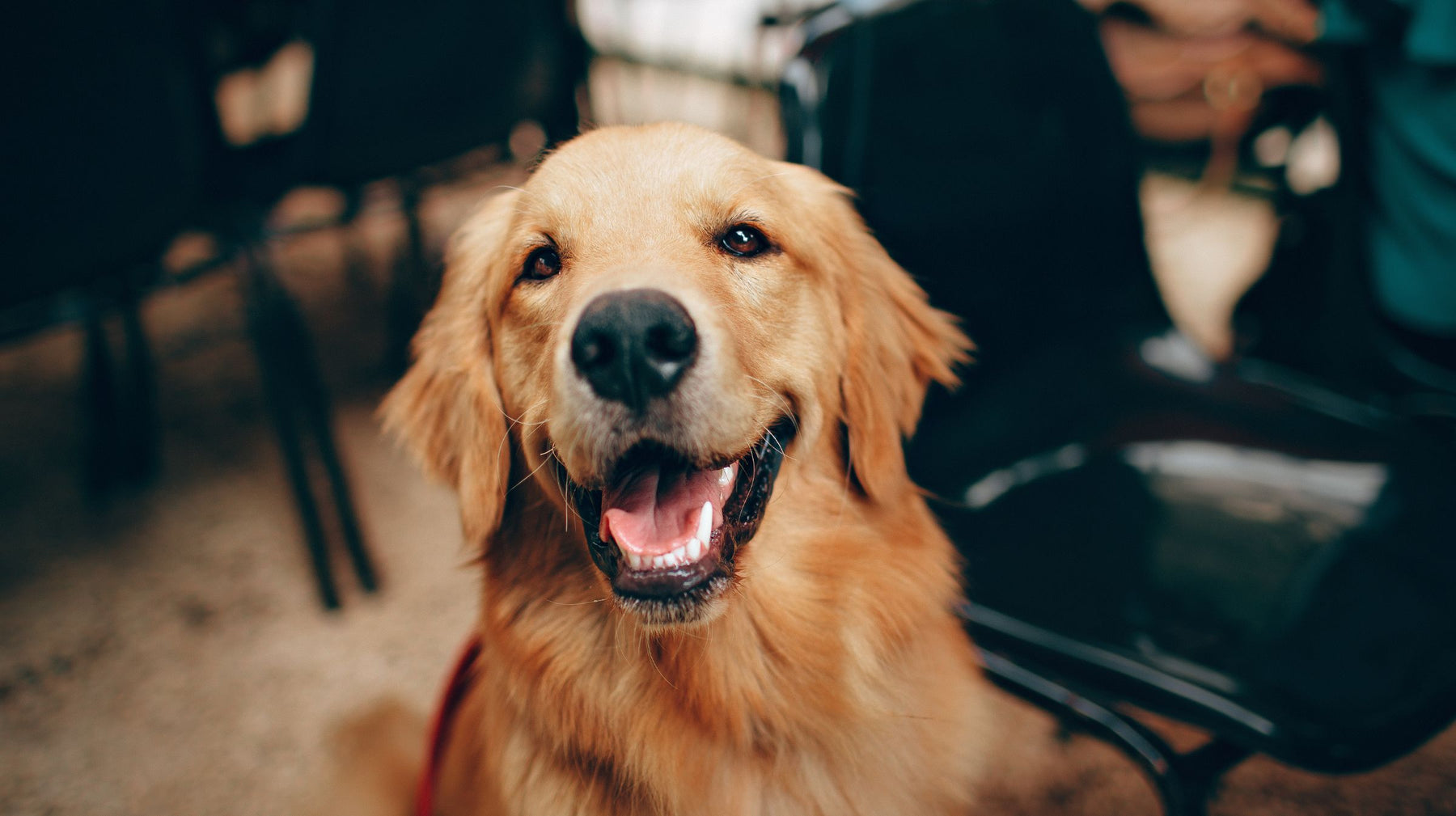 Natural Dog Food & Treats | Dewkes